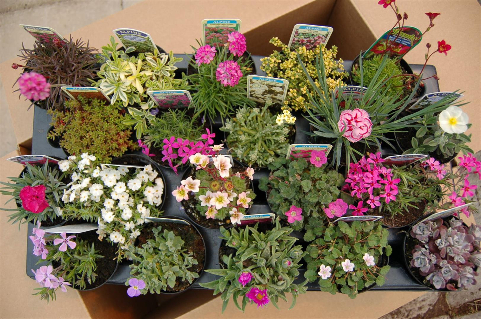 Alpine Collections | The Alpine and Grass Nursery | Spalding