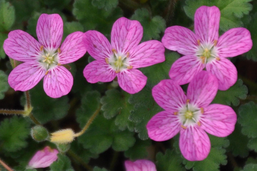 20 Alpines for Part Shade in 9cm pots | alpinesandgrasses
