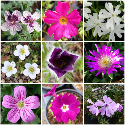 20 Mixed Alpines with pink, white or purple flowers in 9cm pots ...