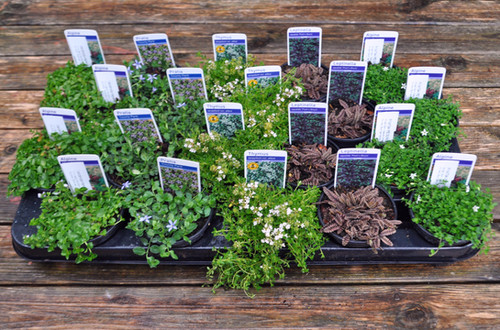 Alpines in 9cm Pots for Cracks and Crevices in Sun or Part Shade ...