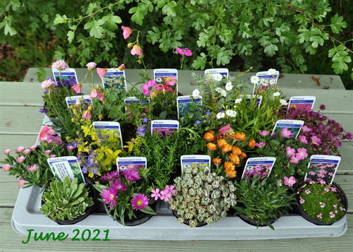 20 Mixed Alpines in 9cm pots | alpinesandgrasses