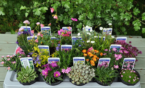 20 Mixed Alpines in 9cm pots | alpinesandgrasses