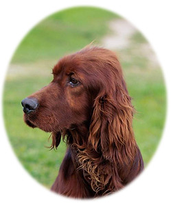 Rescue | Independent Setter Rescue & Rehome | United Kingdom