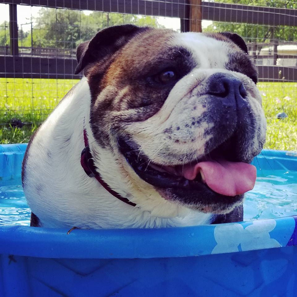 Dog Boarding and Training | Pawsitive Care | United Sates