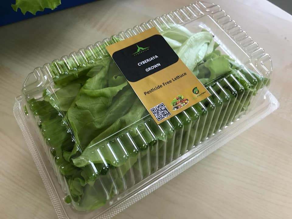 Make Your Office Green & Fresh With An Vertical Farming System
