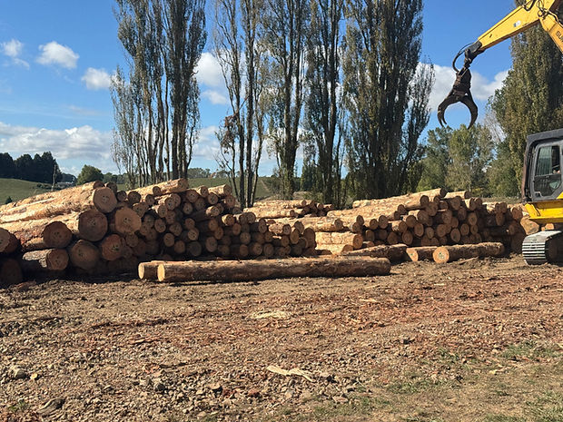 HARVESTING & MARKETING | Grays Forestry