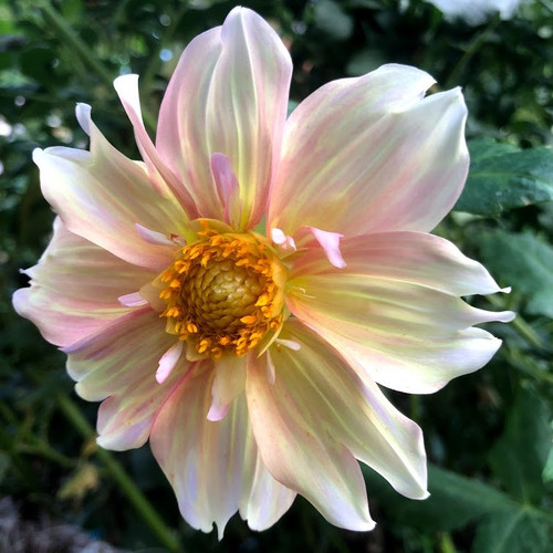 Appleblossom | Brick Hill Plant Lab