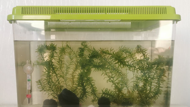 Triops Time | Urzeitkrebse