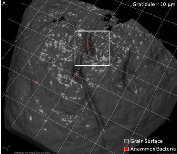How we use isotopes to study microbes and their activities | ChavarriaLab