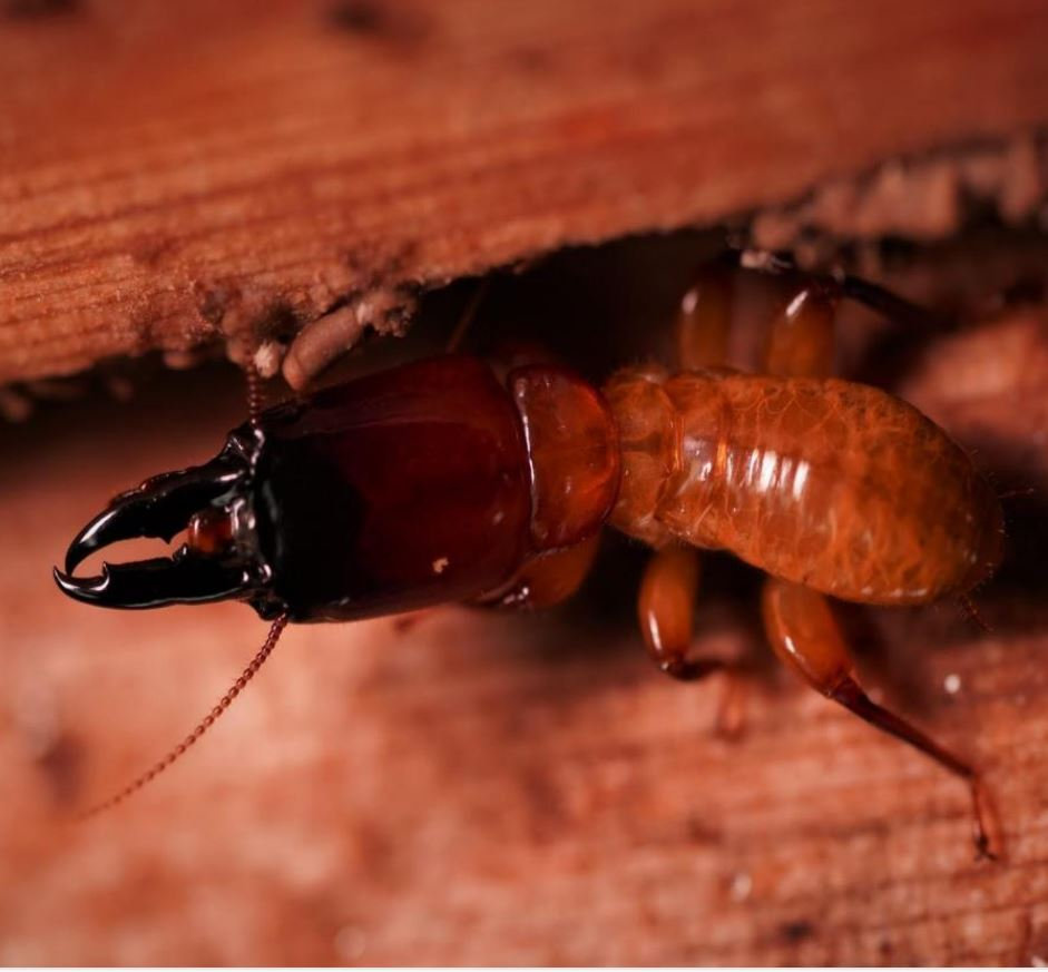 Termites and their microbiome | ChavarriaLab