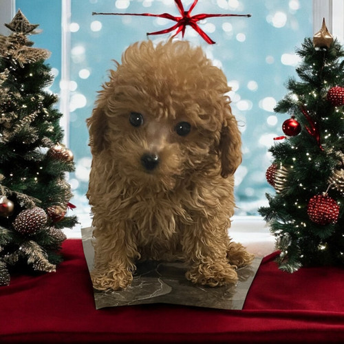 Toy Poodle ⚾️ | My Site