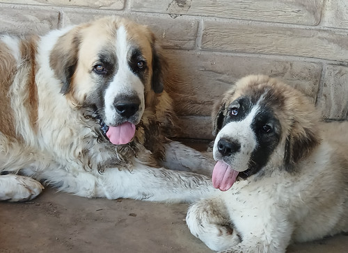 Hank de Hitt, Patrimonio Panzer Lista y Dura | PMAA