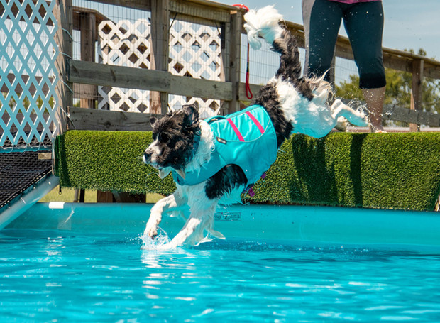 Estrella Polar Pyrenean Mastiffs | Pyrenean Mastiff Breeder