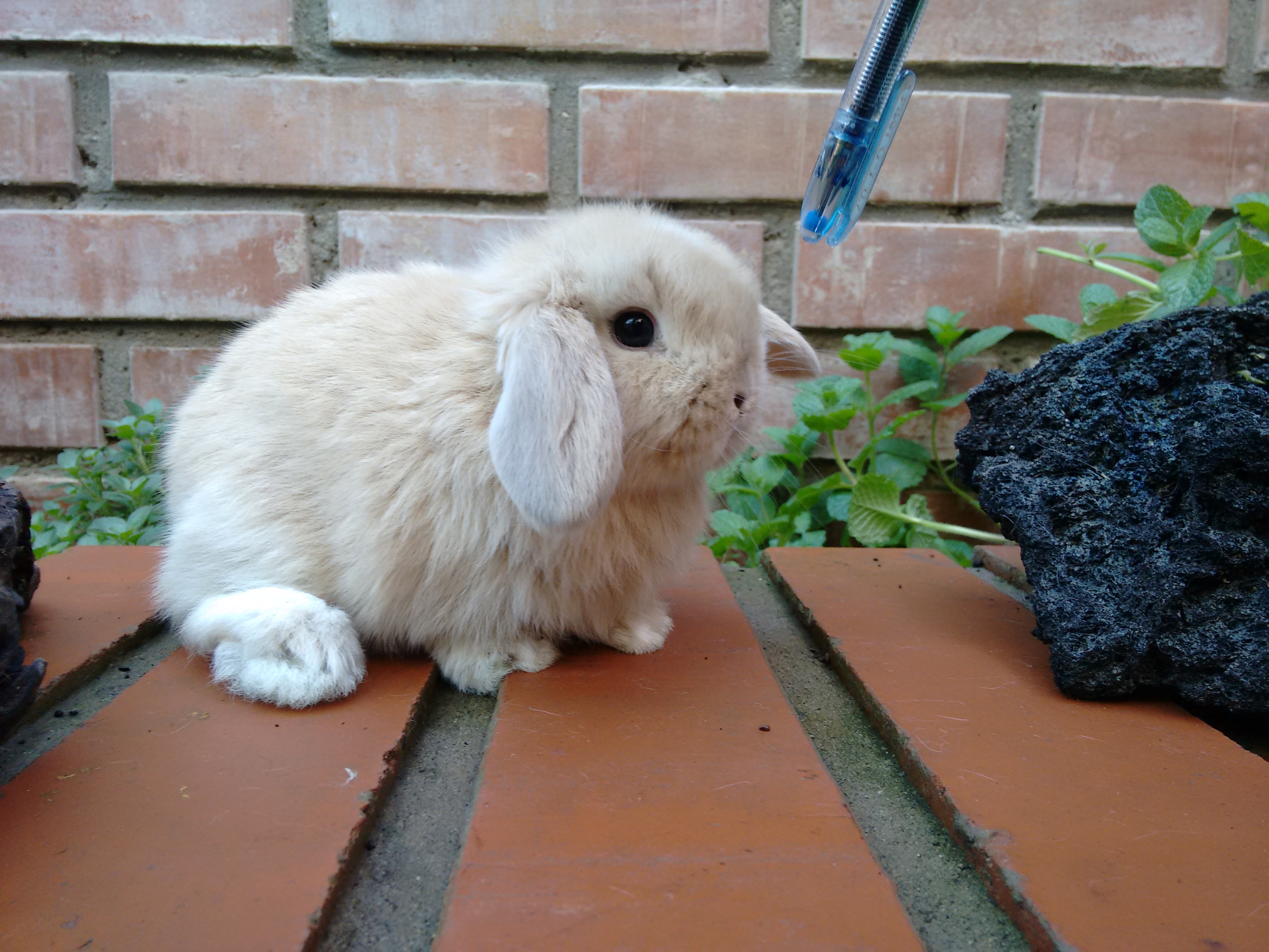 CONEJOS ENANOS MINI LOOP-OREJAS CAIDAS