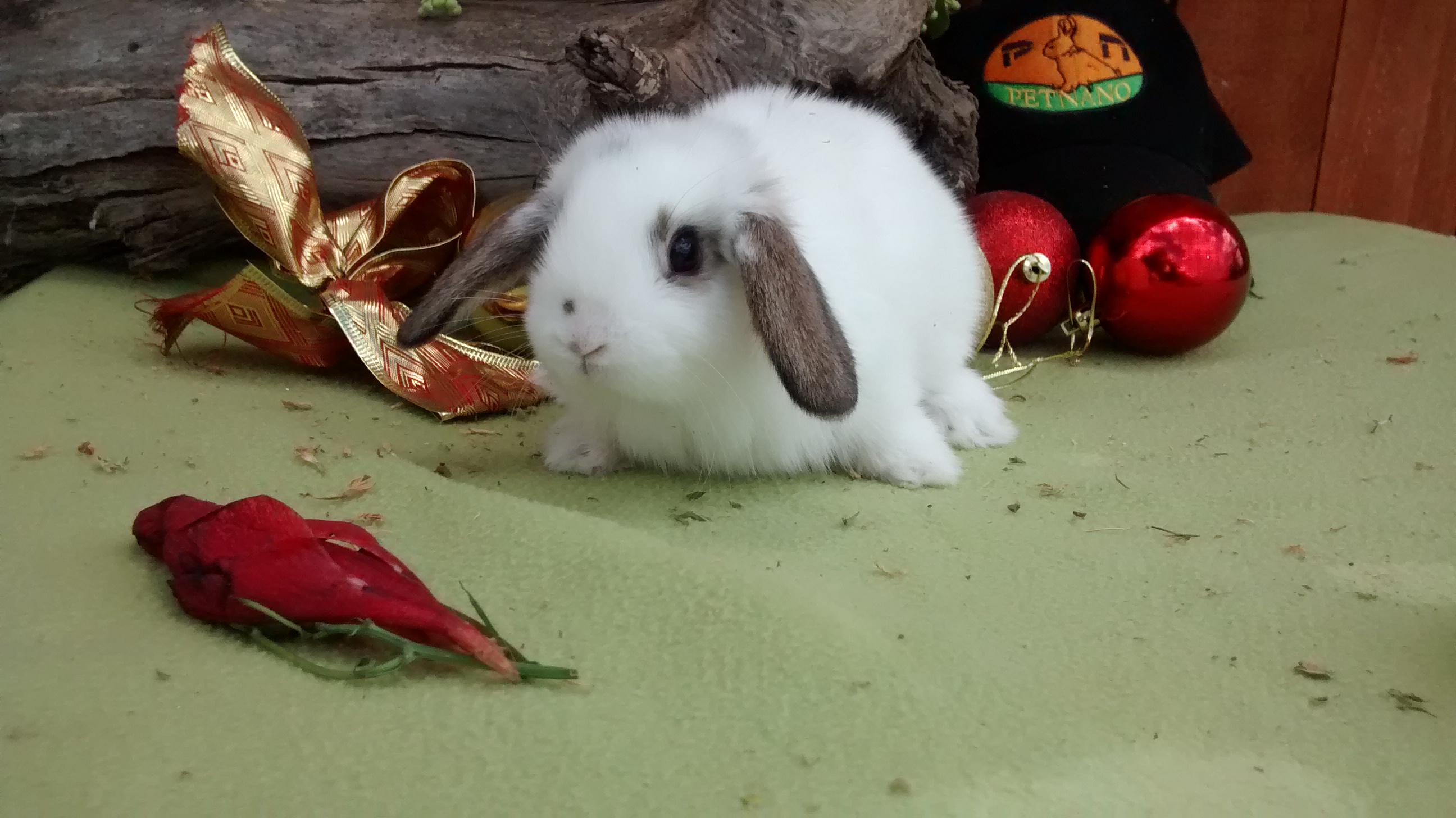 CONEJOS ENANOS MINI LOOP-OREJAS CAIDAS