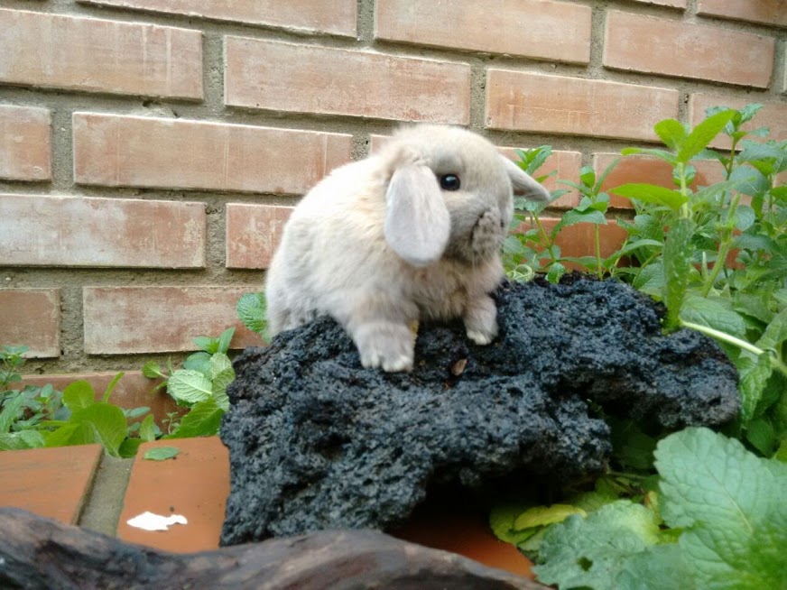 CONEJOS ENANOS MINI LOOP-OREJAS CAIDAS