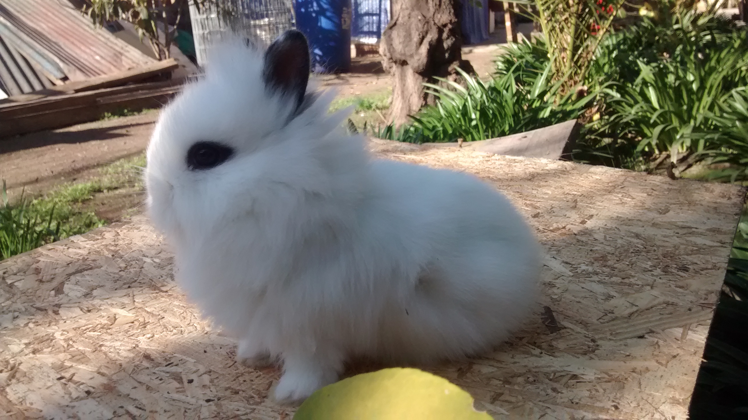 CONEJOS CABEZA DE LEÓN, CHILE