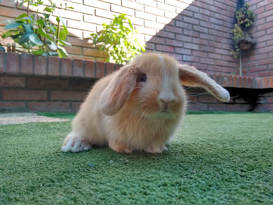 CONEJOS ENANOS MINI LOOP-OREJAS CAIDAS