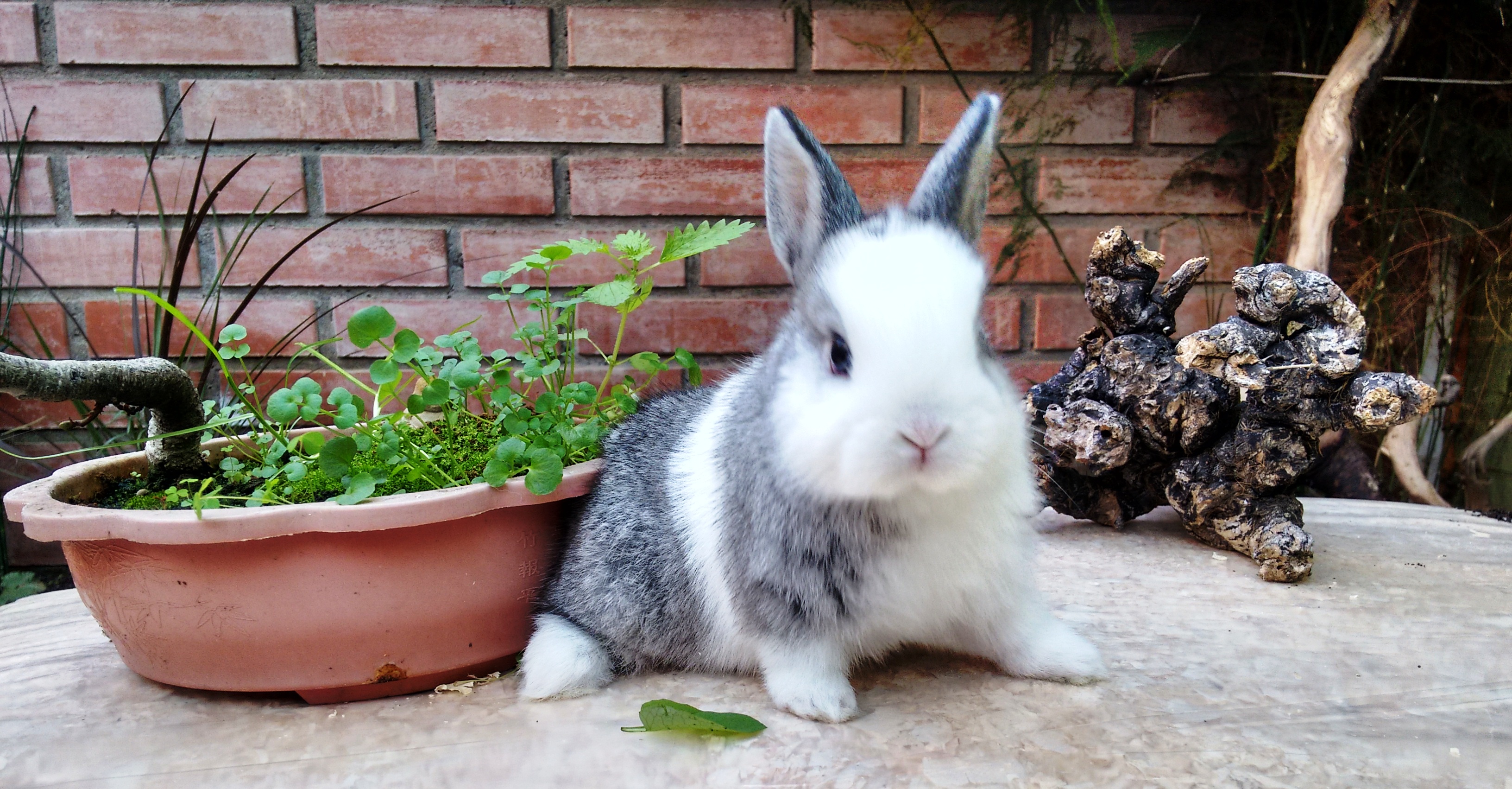 CONEJOS ENANOS POLISH CHILE