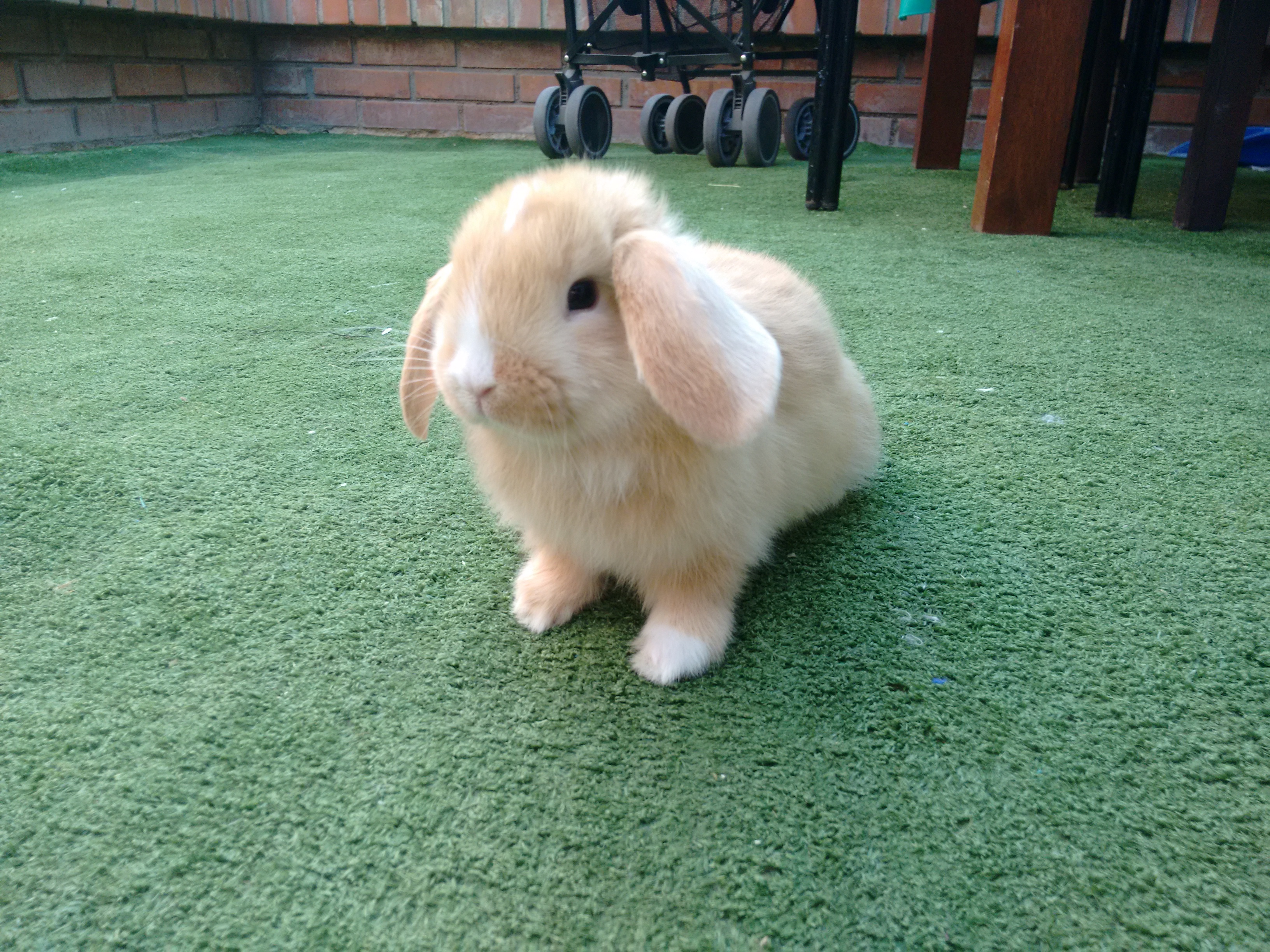 CONEJOS ENANOS MINI LOOP-OREJAS CAIDAS