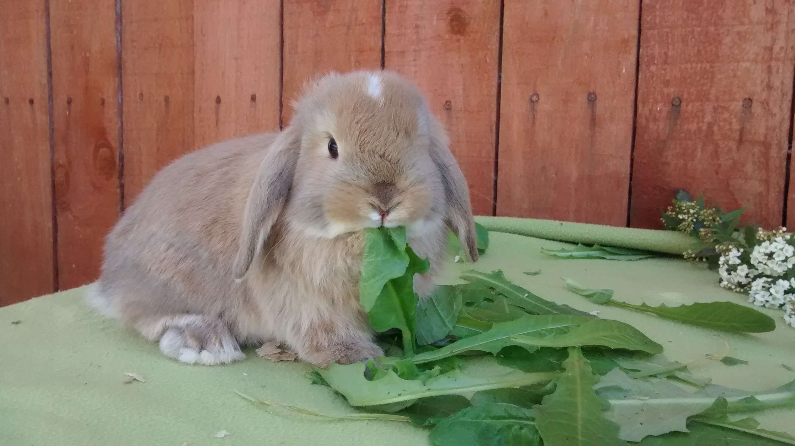 CONEJOS ENANOS MINI LOOP-OREJAS CAIDAS