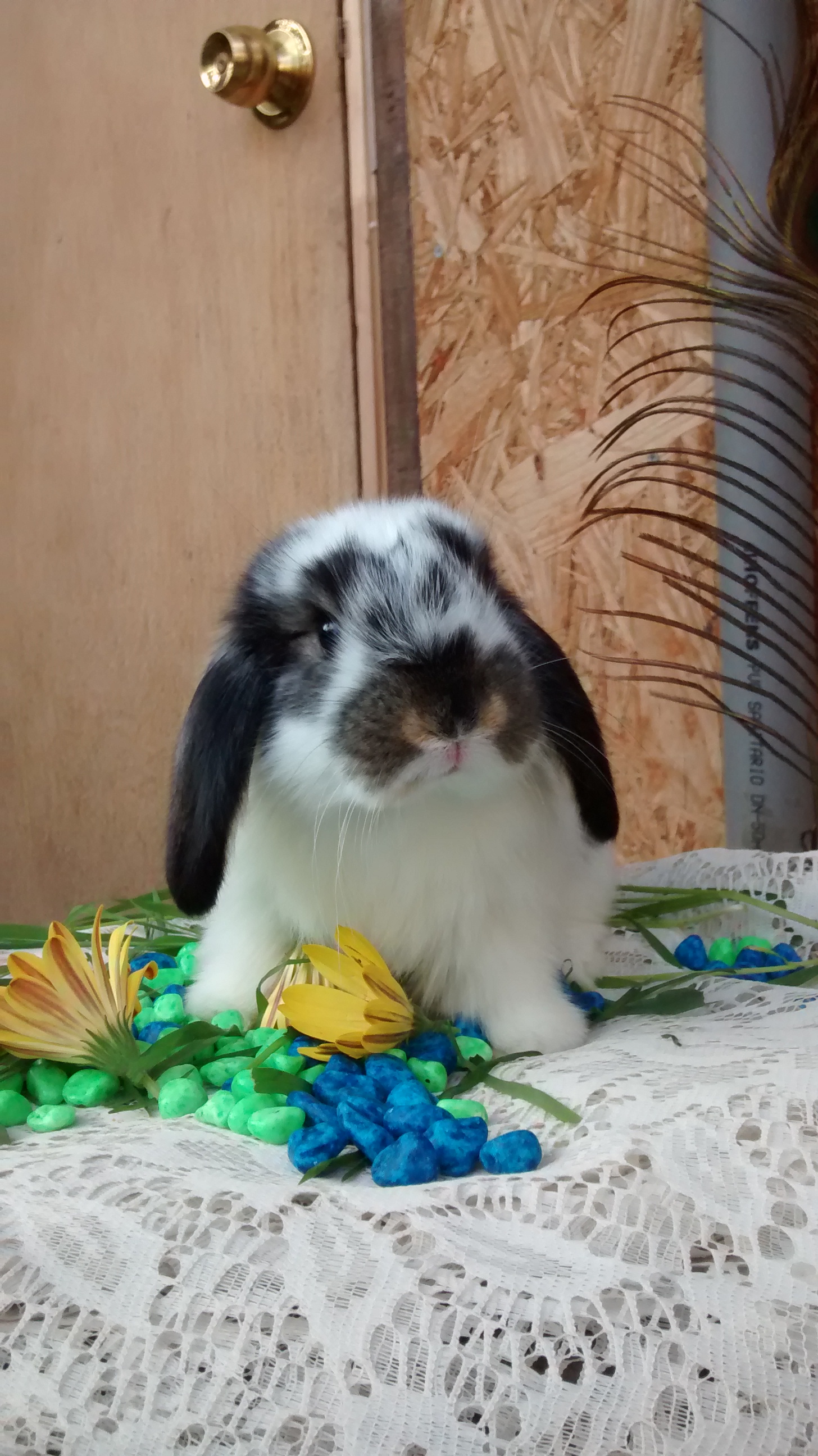 CONEJOS ENANOS MINI LOOP-OREJAS CAIDAS