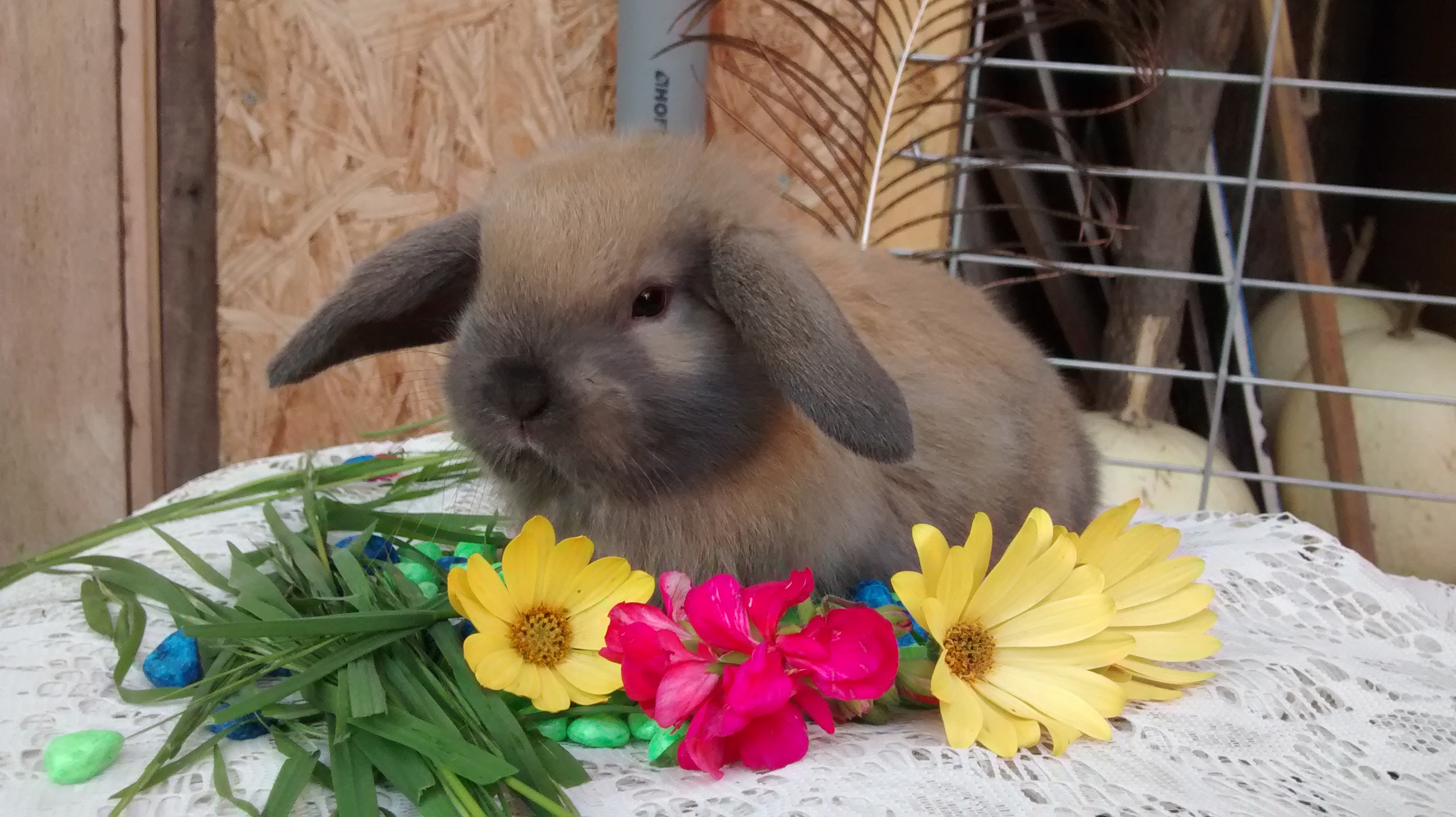 CONEJOS ENANOS MINI LOOP-OREJAS CAIDAS