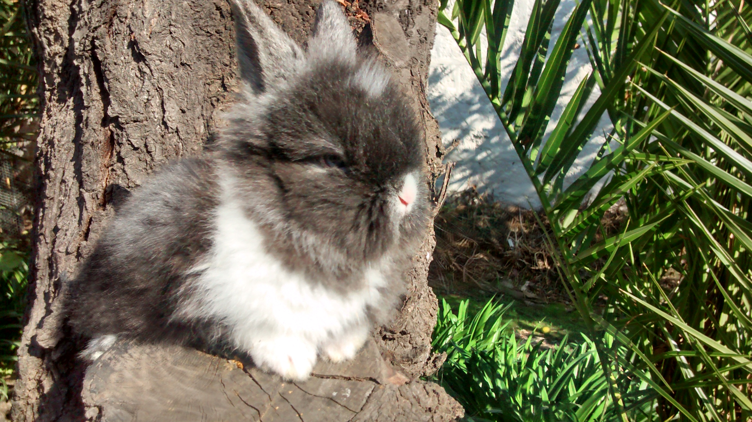 CONEJOS CABEZA DE LEÓN, CHILE