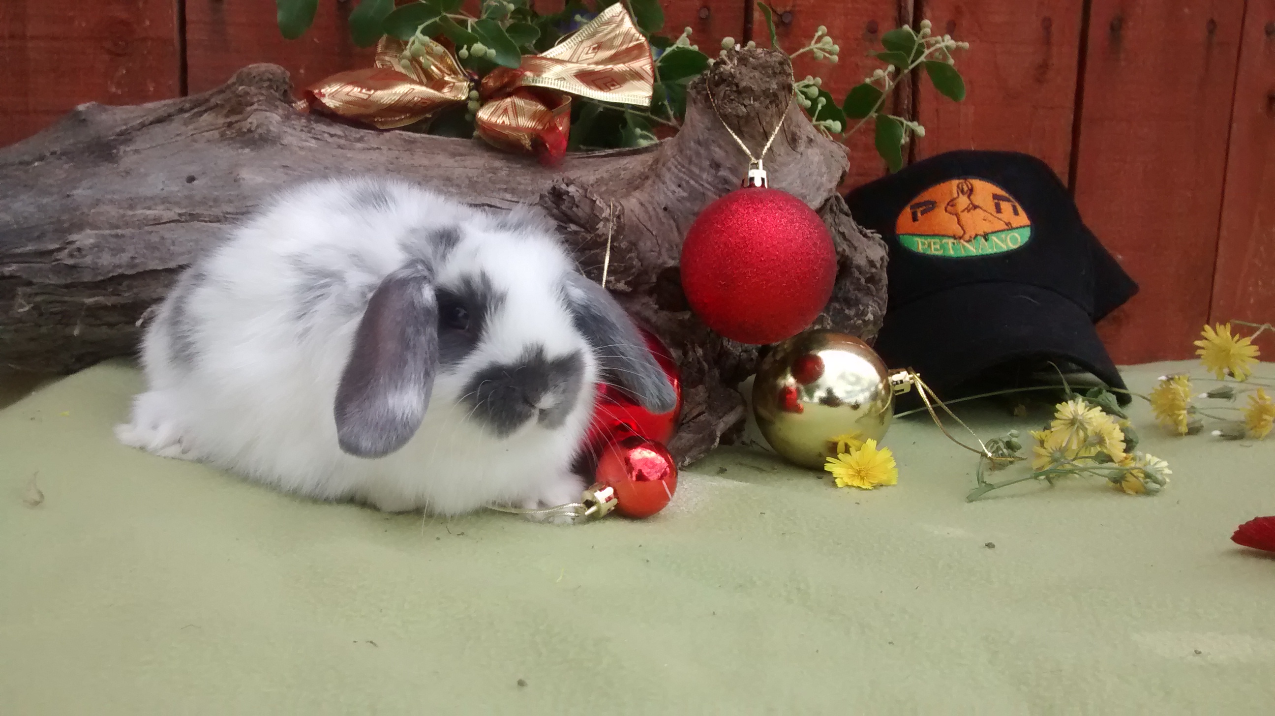 CONEJOS ENANOS MINI LOOP-OREJAS CAIDAS