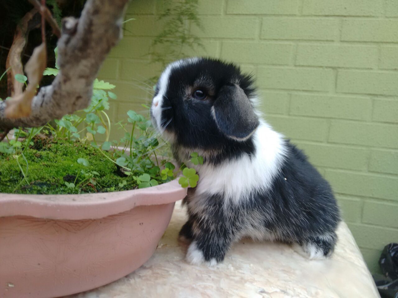 CONEJOS HOLLAND LOOP CHILE