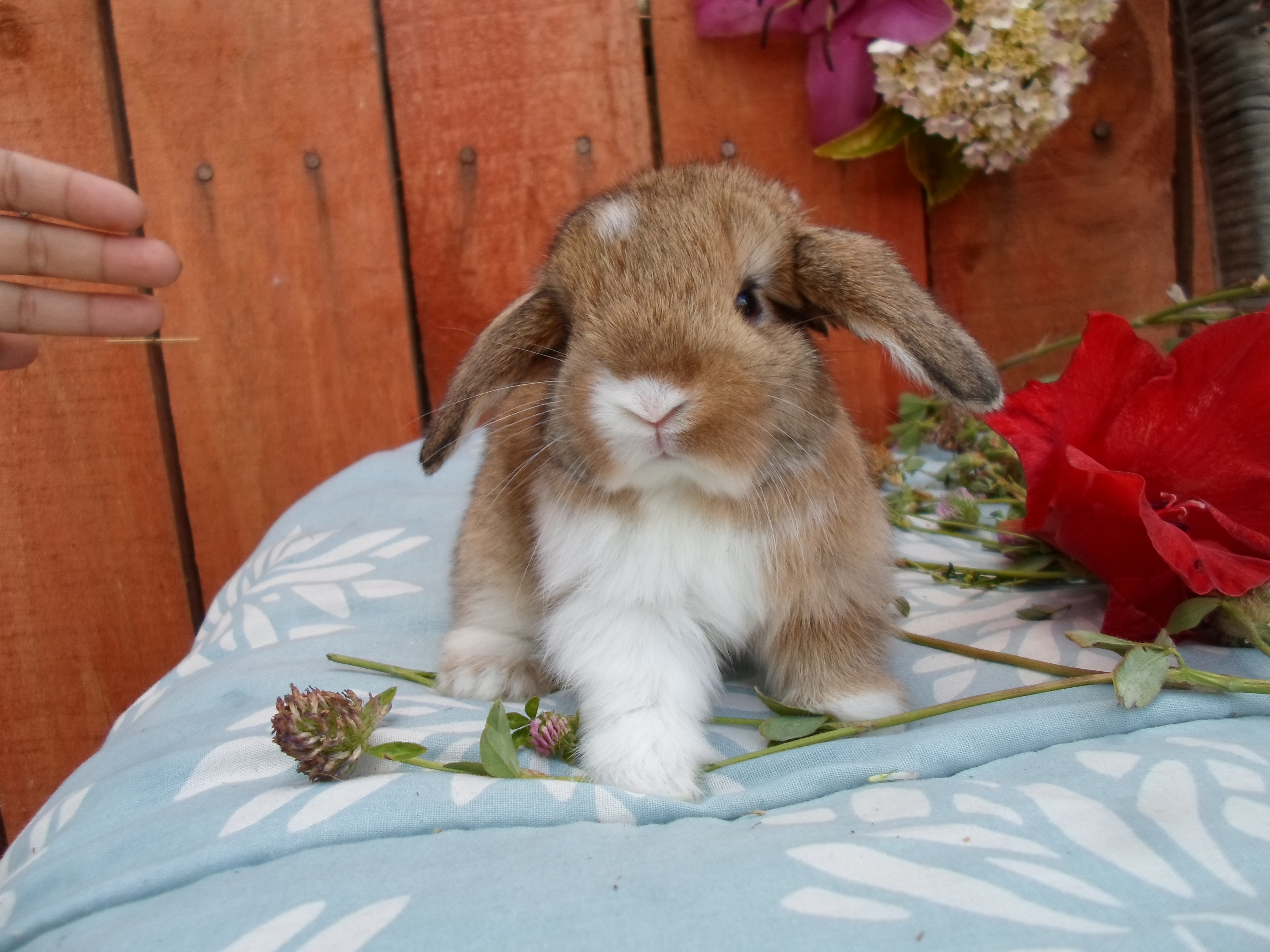 CONEJOS HOLLAND LOOP CHILE