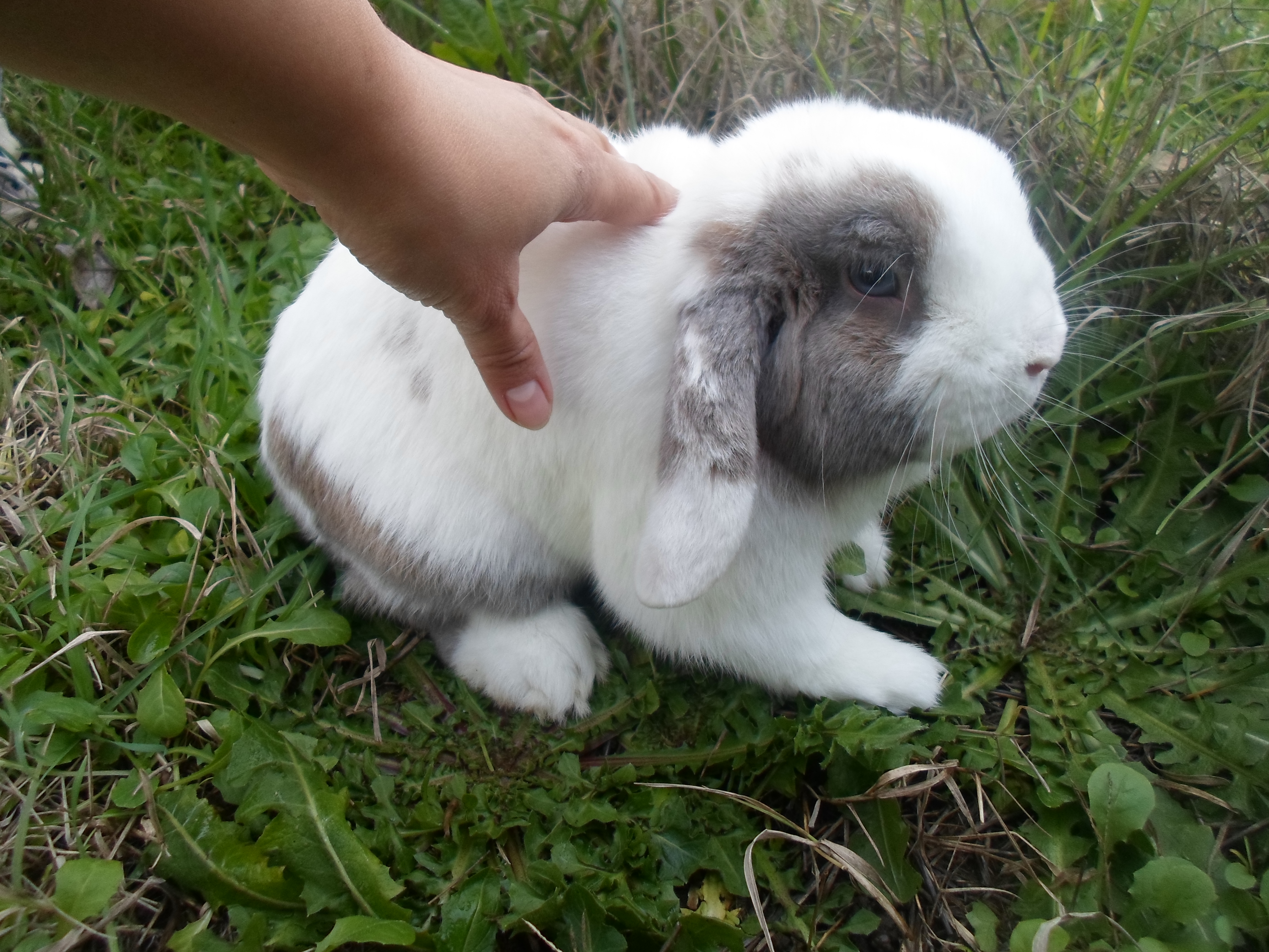 CONEJOS HOLLAND LOOP CHILE