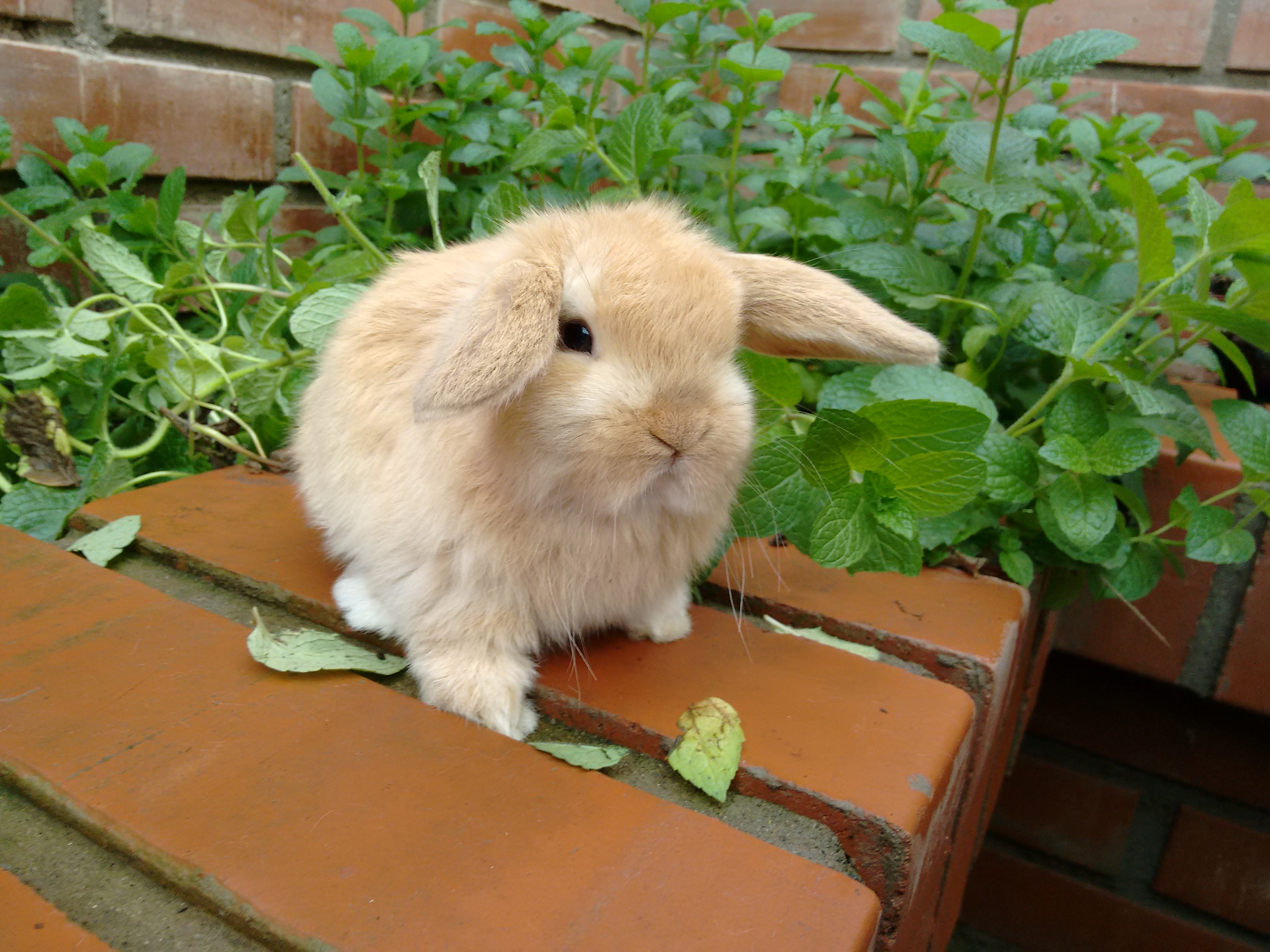 CONEJOS ENANOS MINI LOOP-OREJAS CAIDAS