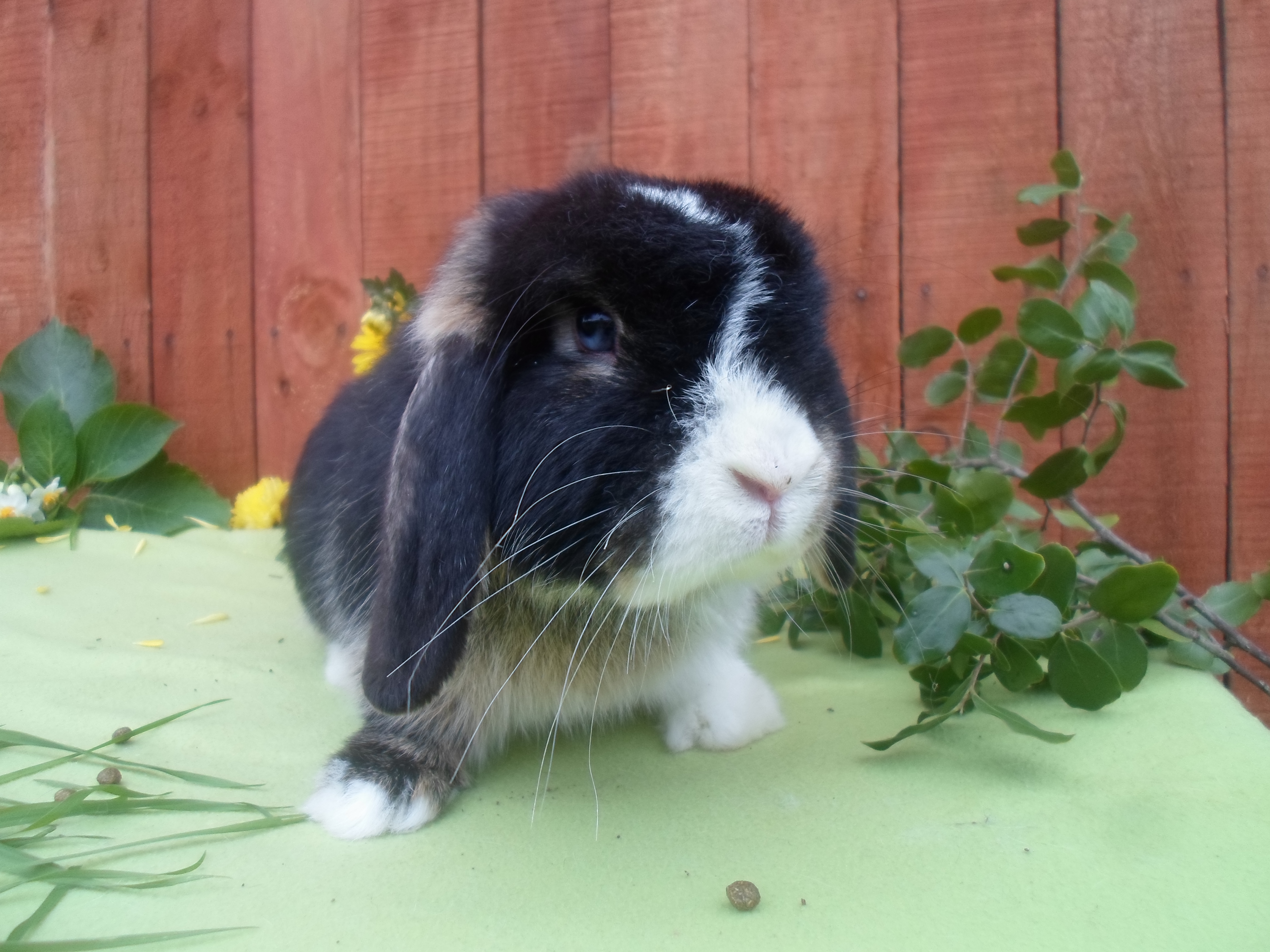 CONEJOS HOLLAND LOOP CHILE