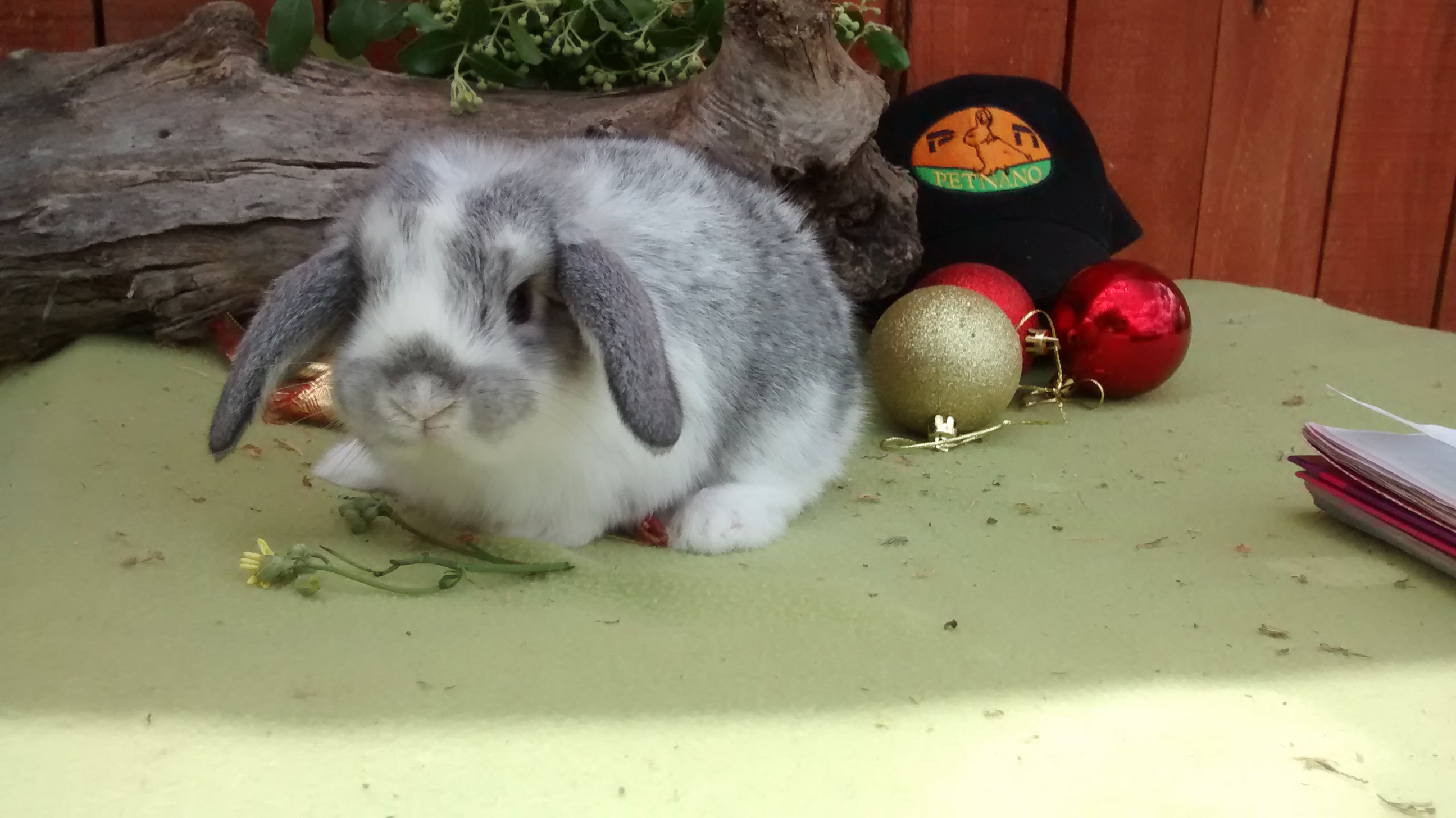 CONEJOS ENANOS MINI LOOP-OREJAS CAIDAS