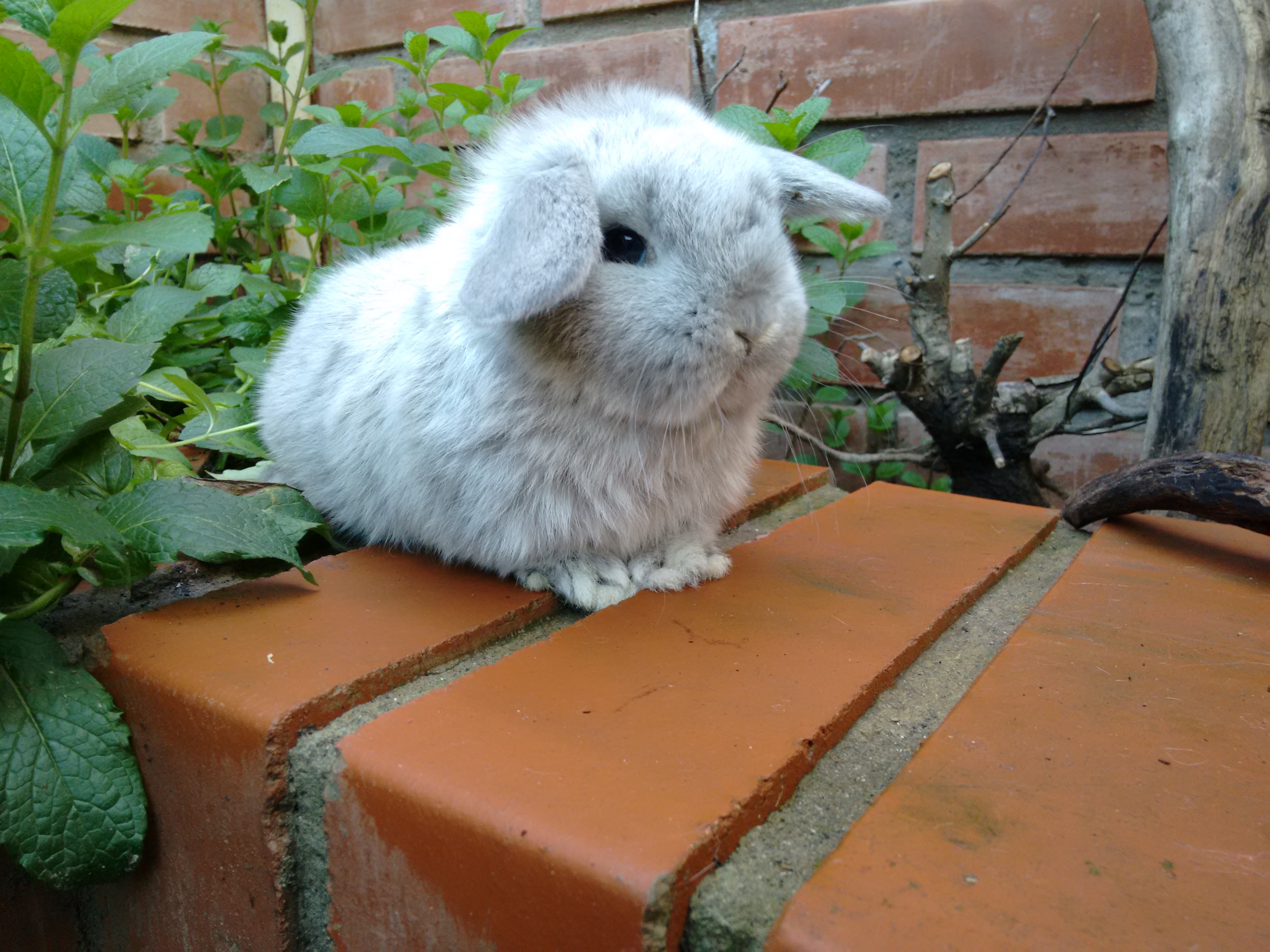 CONEJOS HOLLAND LOOP CHILE