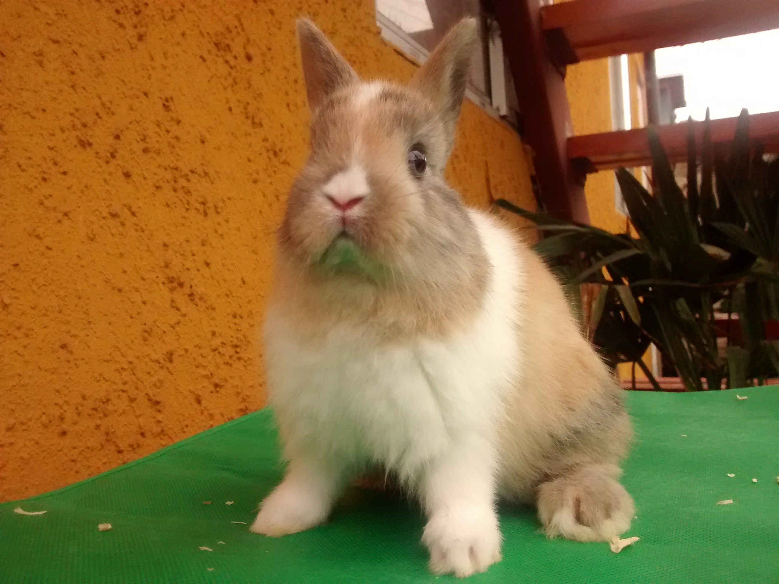 CANEJOS NETHERLAND DWARF CHILE