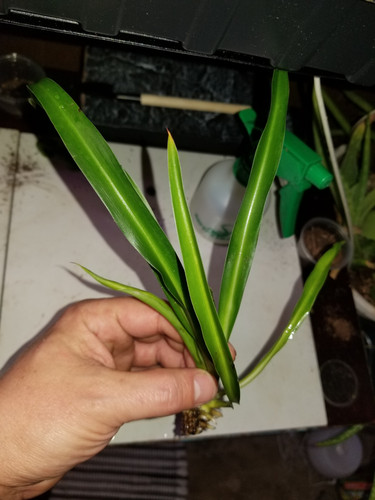 "Middle vein" spider plant | Linkin's Lizards