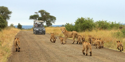 🐘 BIG 5 SAFARI & BRAAI EXPERIENCE - A Day in the Wild Heart of Africa ...