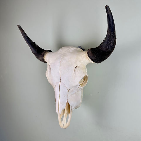 buffalo mounts