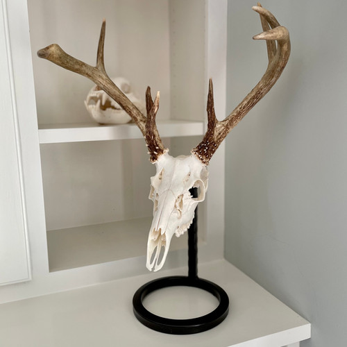 Table Deer Skull Mount | Skull Bracket | Laramie, WY