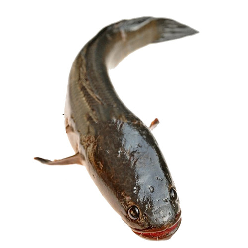 Shoil Fish (Murrel/Korameenu) | Fresh and Premium Seafood Cuts