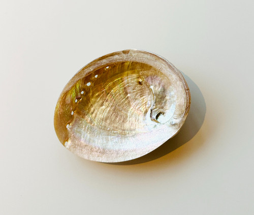 Australian White Abalone Shell for Smudging - Kaan Living