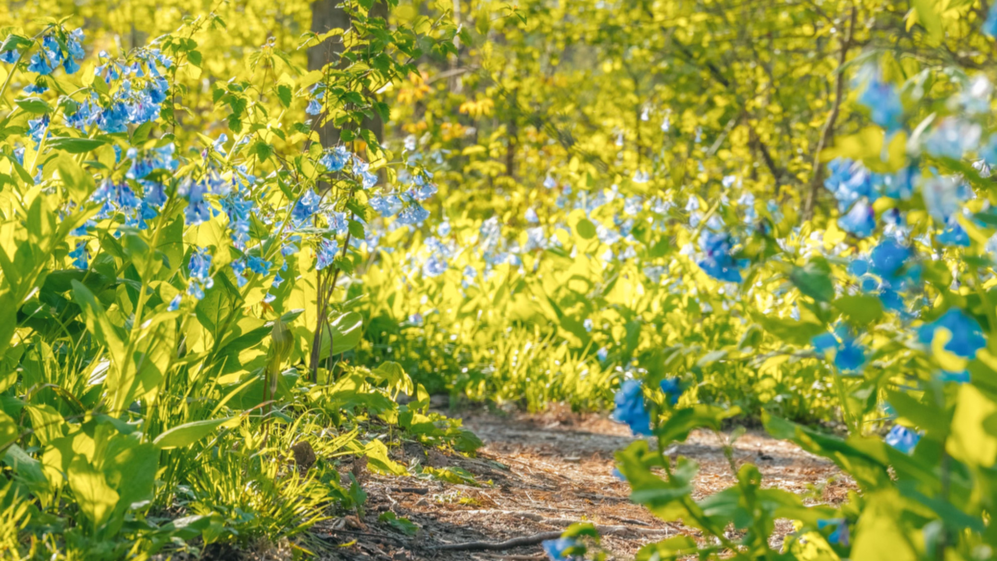 Spring Flowers Have Arrived
