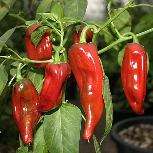 NuMex Big Jim Chilli Seeds | My Site