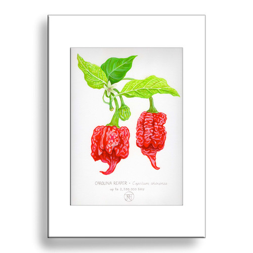 Carolina Reaper A4 print | My Site