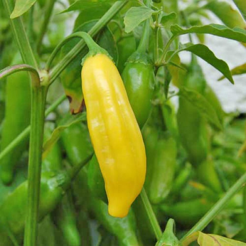 Lemon Drop Chilli Seeds | The Coastal Chilli Company