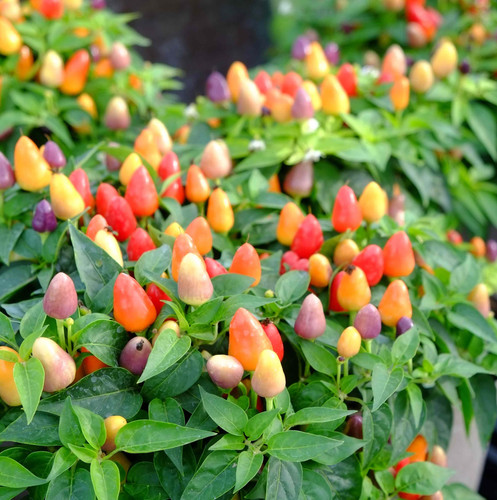 Roxi Chilli Seeds | The Coastal Chilli Company