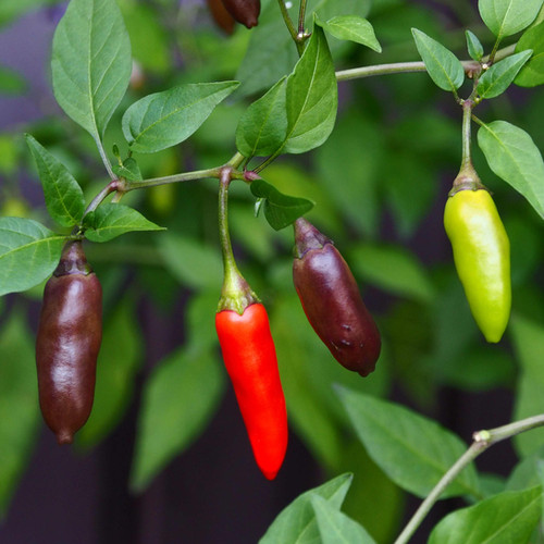 Chenzo Chilli Seeds | The Coastal Chilli Company
