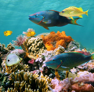 Lieux à visiter Guadeloupe | CAMP'ILE CAR